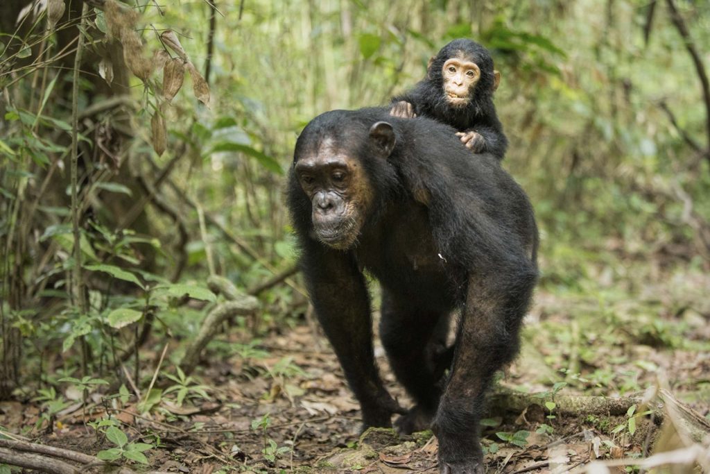 Gombe National Park - Best Chimpanzee Trekking & Lake Tanganyika 2026